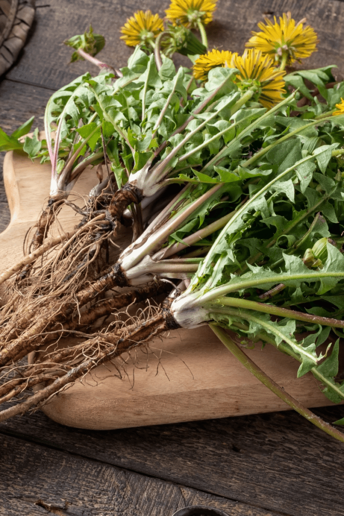 How To Make Dandelion Root Tea - Shakan Ranch