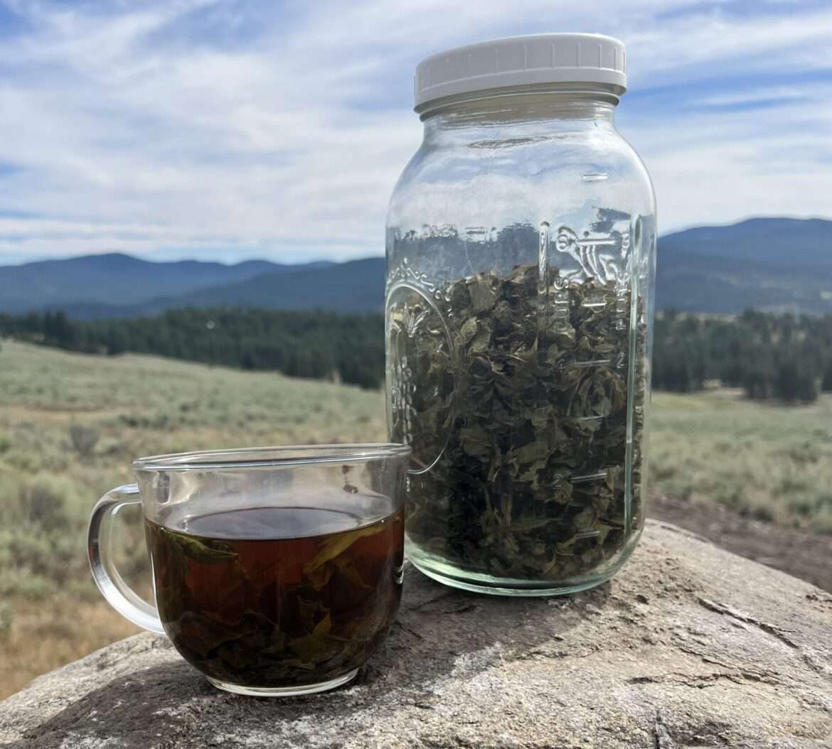 Fireweed aka "Ivan Chai" - Shakan Ranch